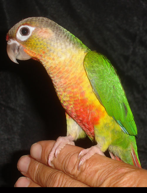 Mutation Greencheeks